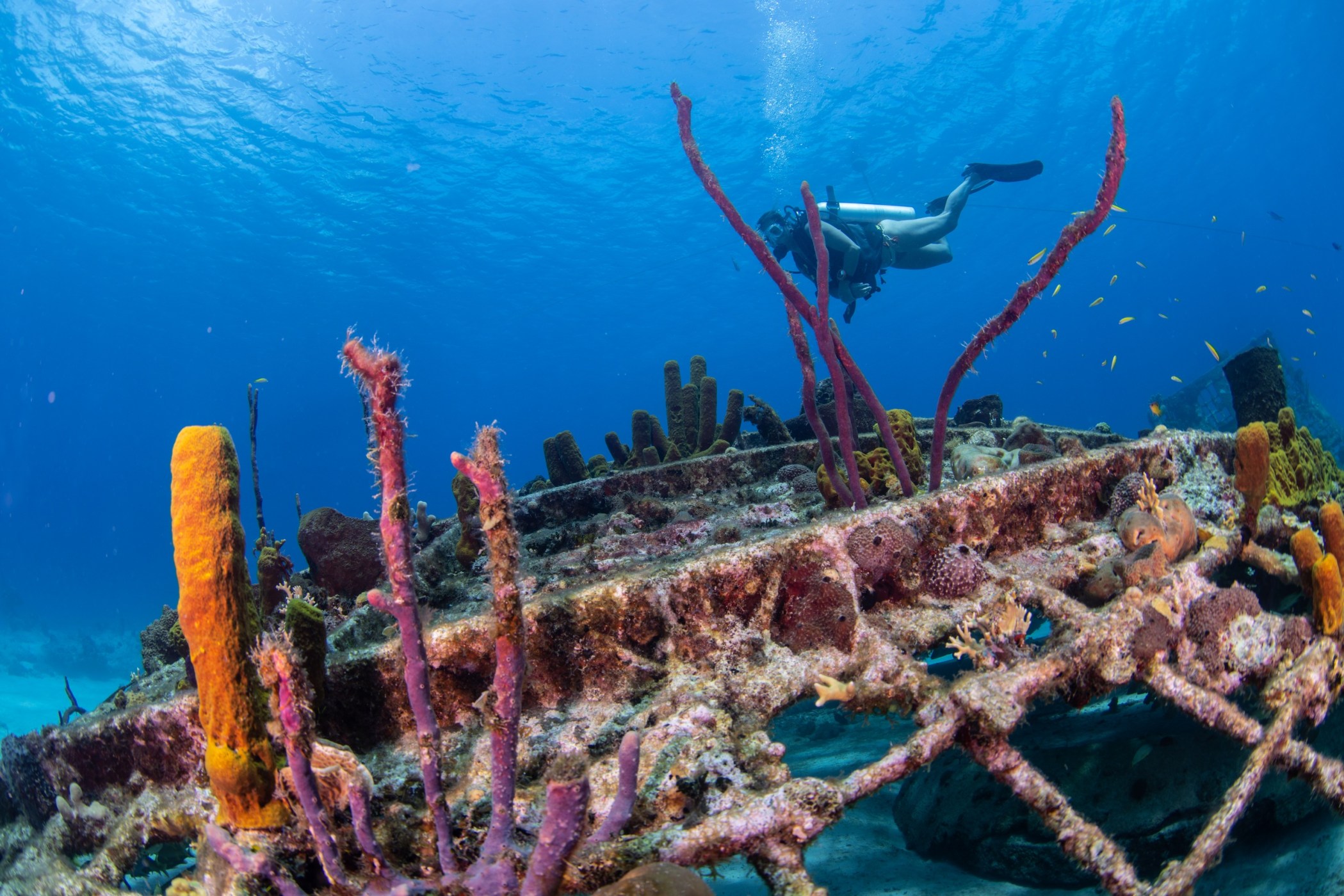 Vacation Planning in Turks and Caicos | Dive Provo